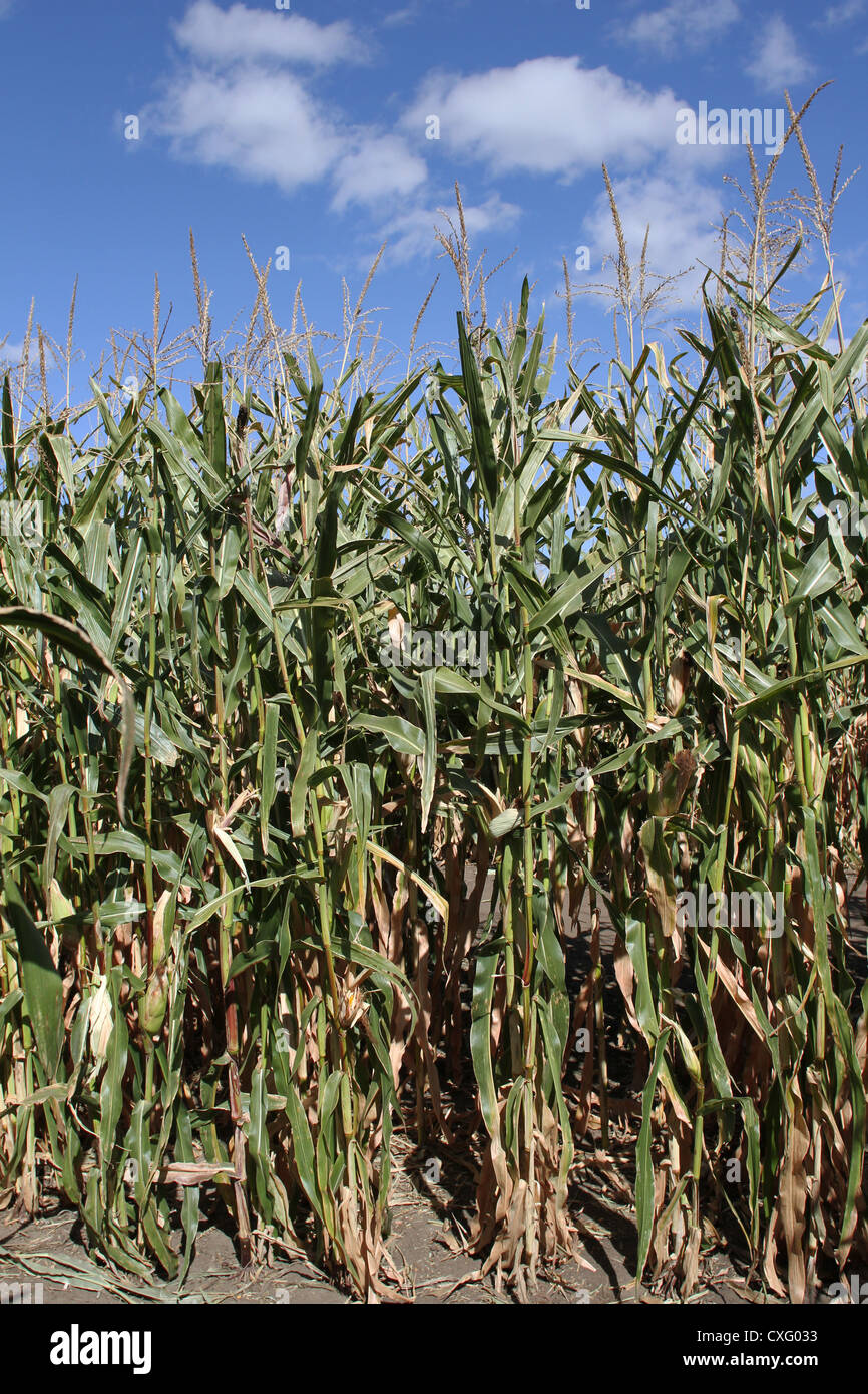 Growing green corn field close hi-res stock photography and images - Alamy