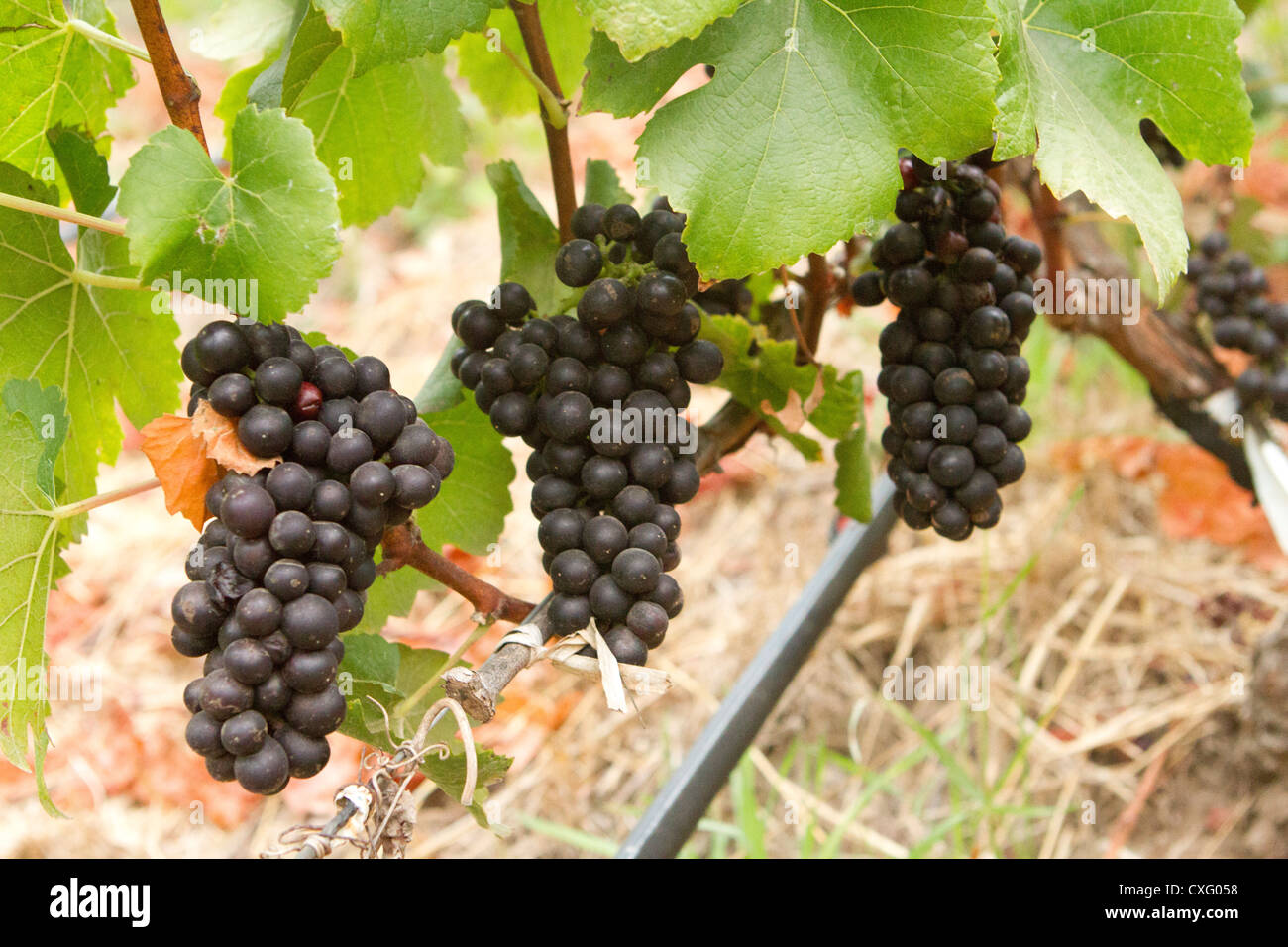 Cluster Of Purple Berries High Resolution Stock Photography and Images ...