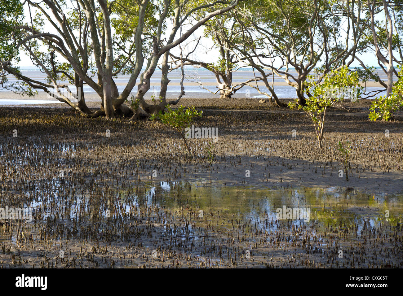 Mangroves at Nudgee Beach, Queensland, Australia Stock Photo - Alamy