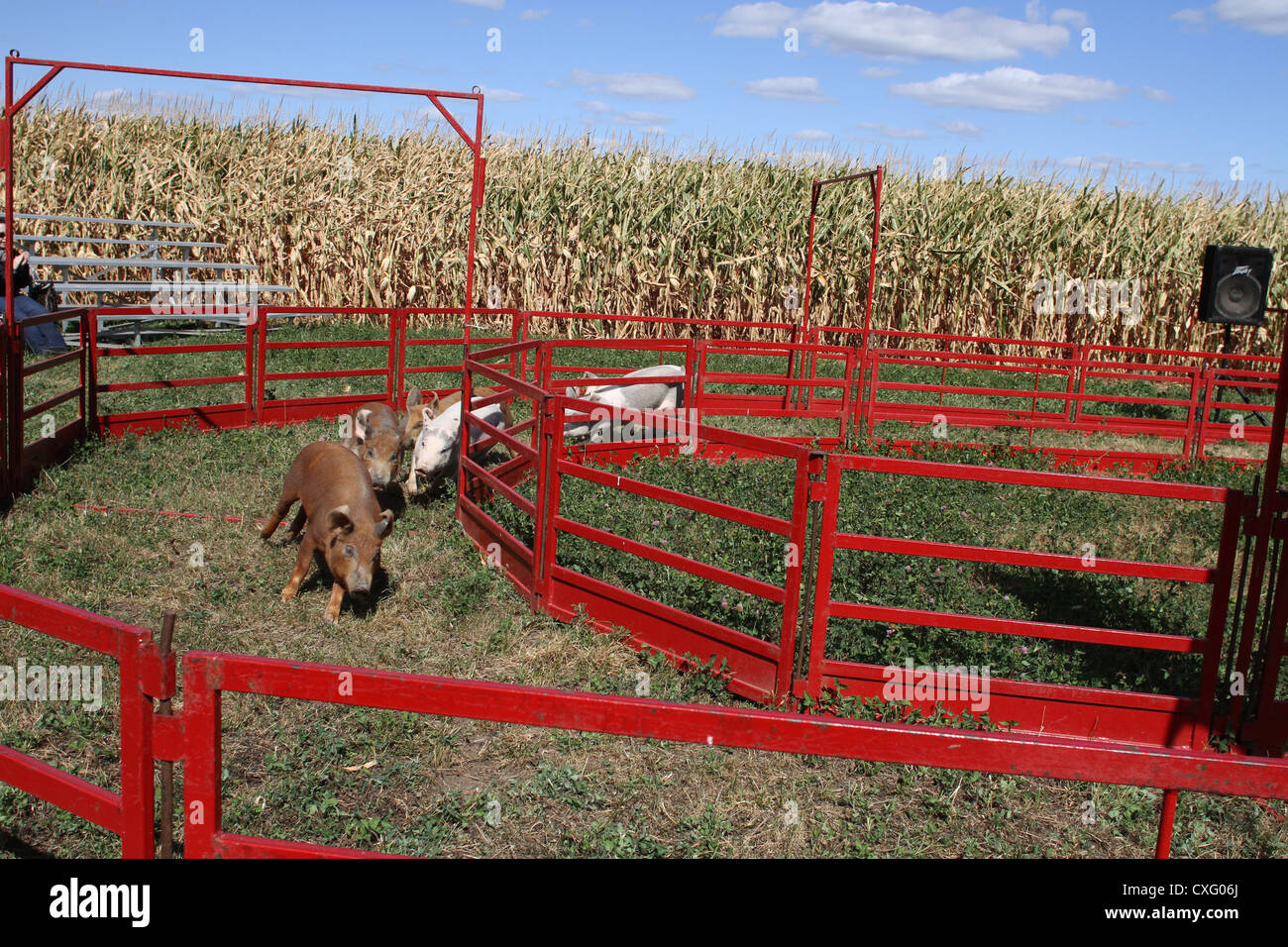 Pig races at Sever's Corn Maze in Shakopee, Minnesota Stock Photo - Alamy