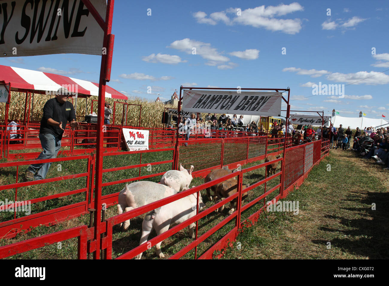 Pig racing hi-res stock photography and images - Alamy