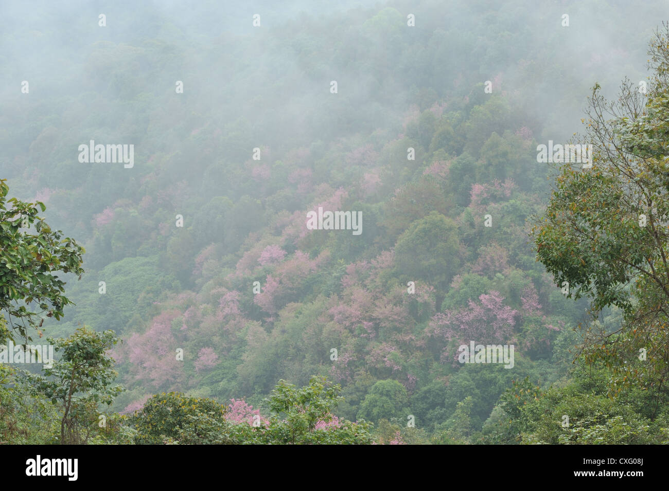 View Beautiful nature Mountain mist Stock Photo - Alamy
