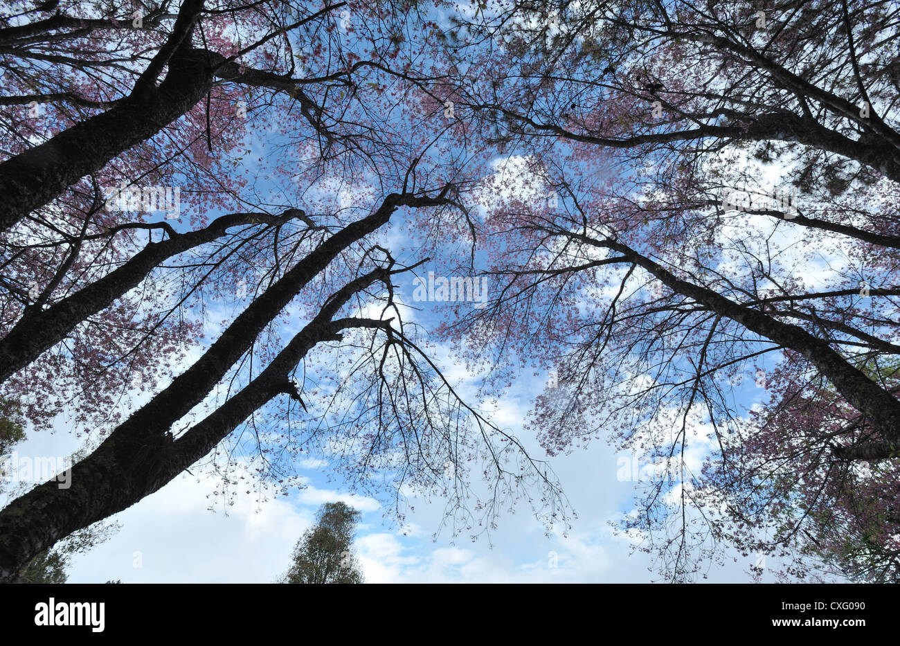 View nature of light and mist Stock Photo - Alamy