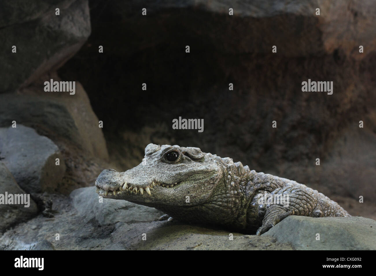 A West African dwarf crocodile Stock Photo - Alamy