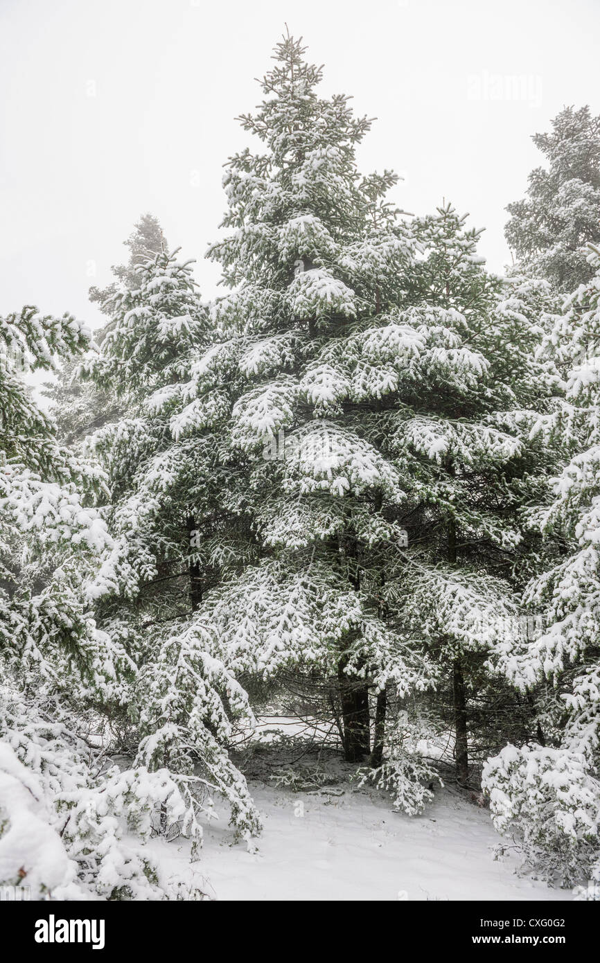 Pinewood with snow hi-res stock photography and images - Alamy