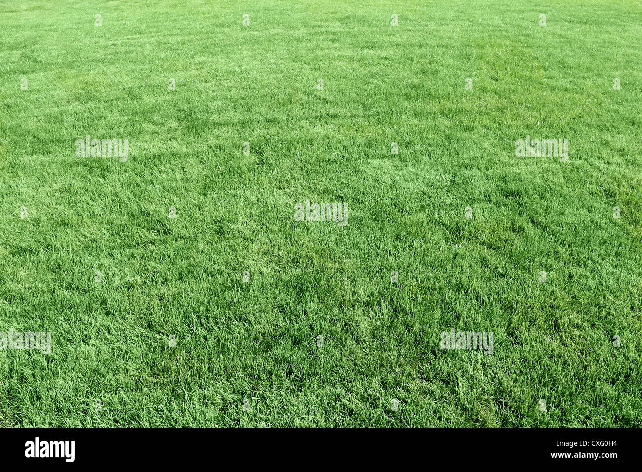 Natural short grass Stock Photo - Alamy