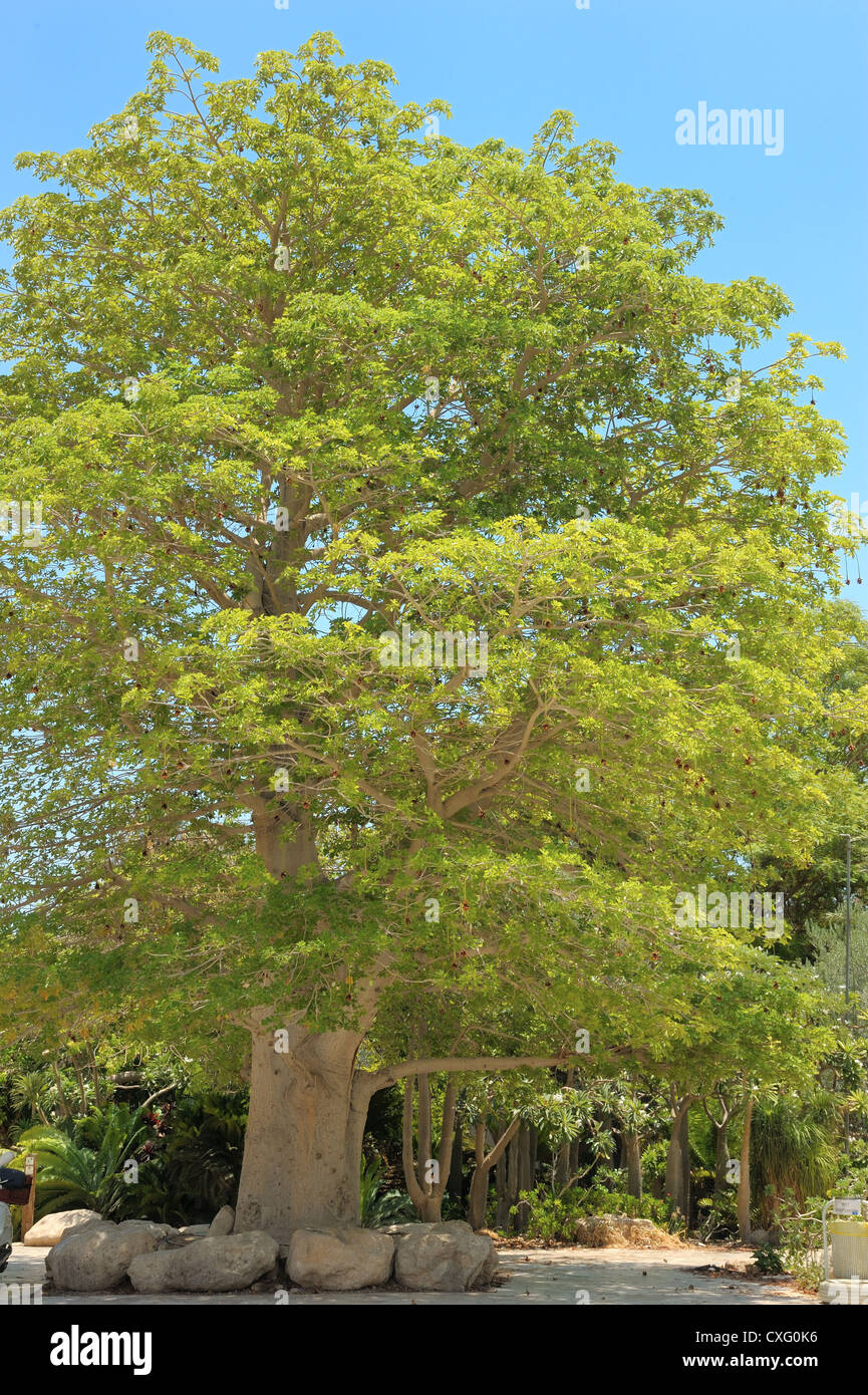 A young baobab tree in the Ein Gedi botanical garden Stock Photo - Alamy