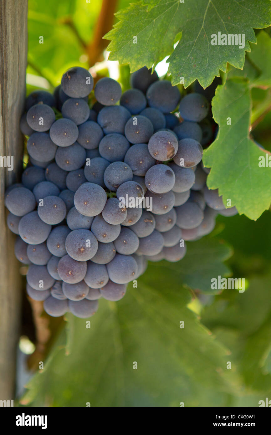 Grenache hi-res stock photography and images - Alamy