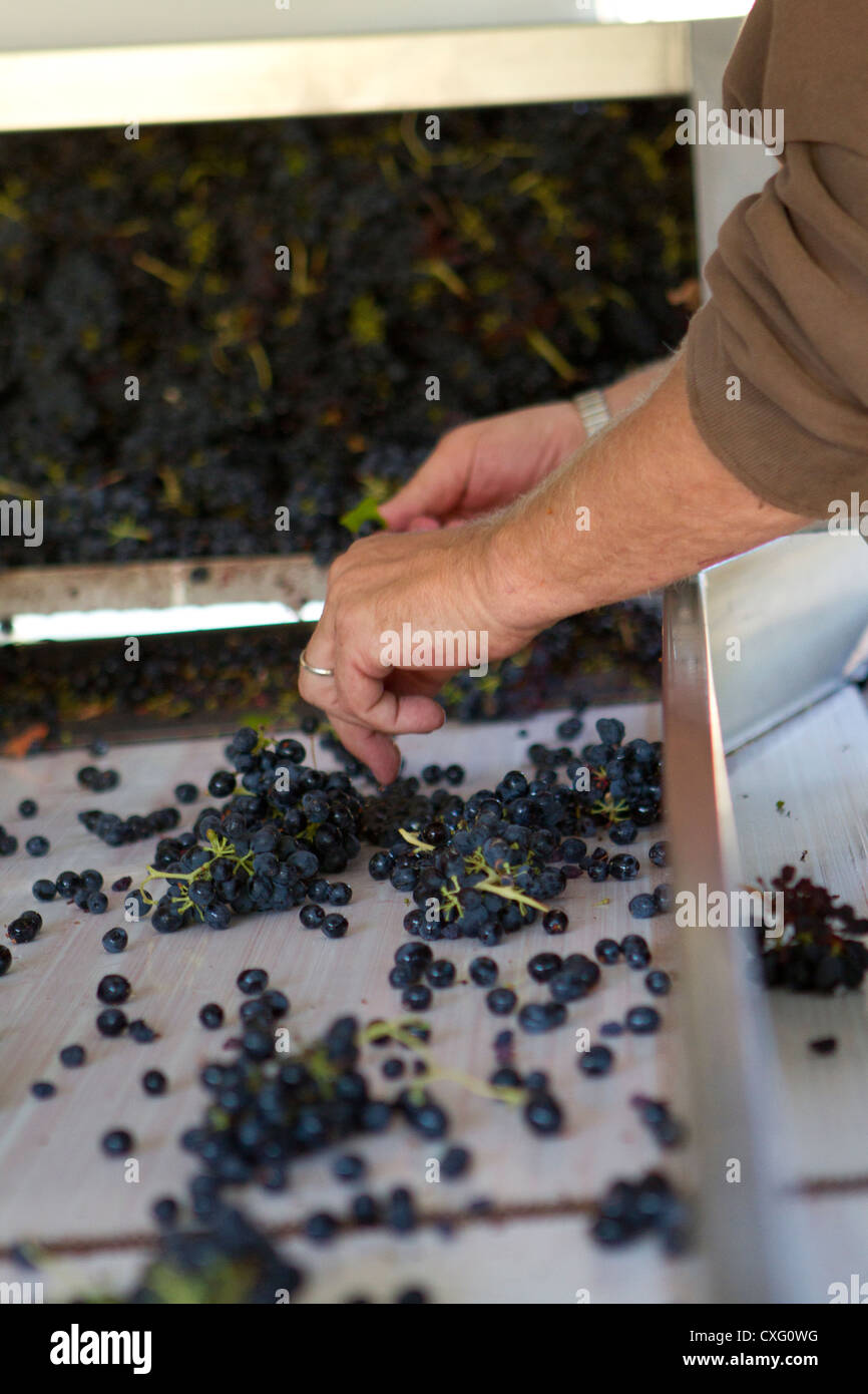 Grape sorting hi-res stock photography and images - Alamy