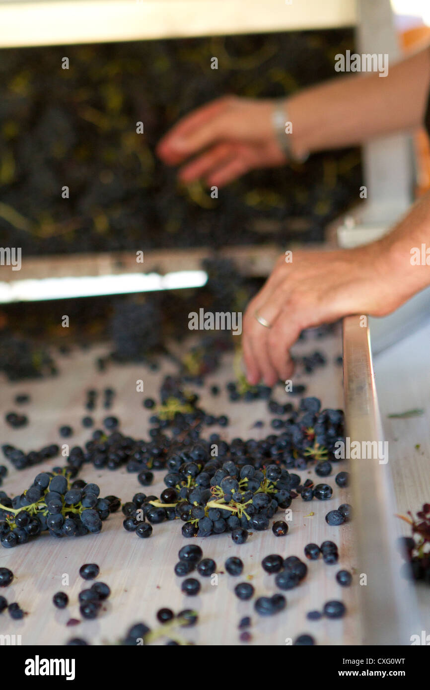 Grape sorting hi-res stock photography and images - Alamy