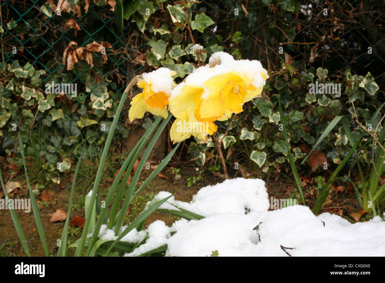 Last snows of spring on a daffodil Stock Photo - Alamy
