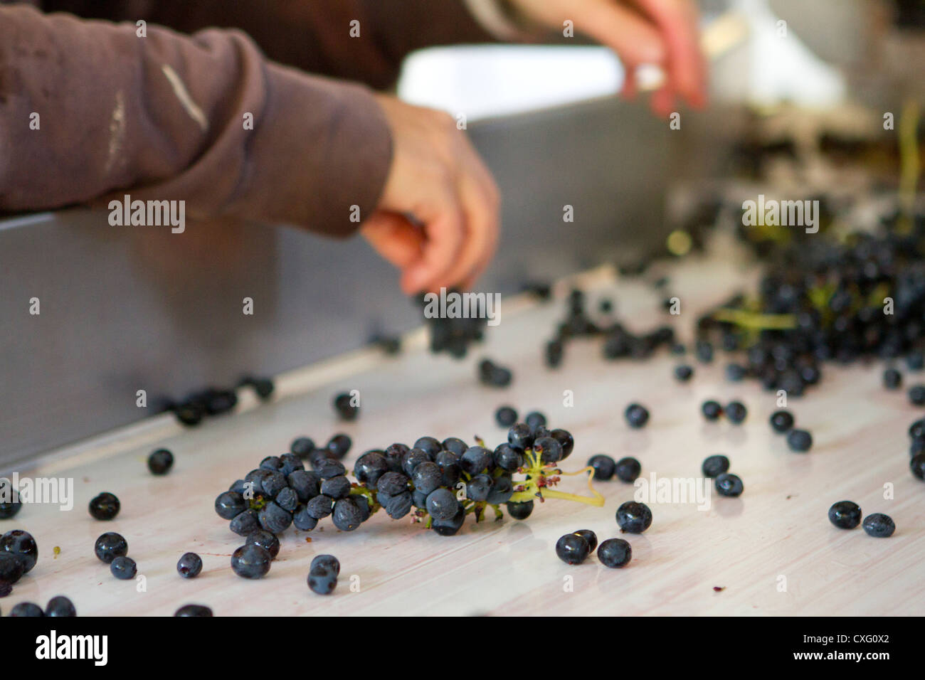 Grape sorting hi-res stock photography and images - Alamy