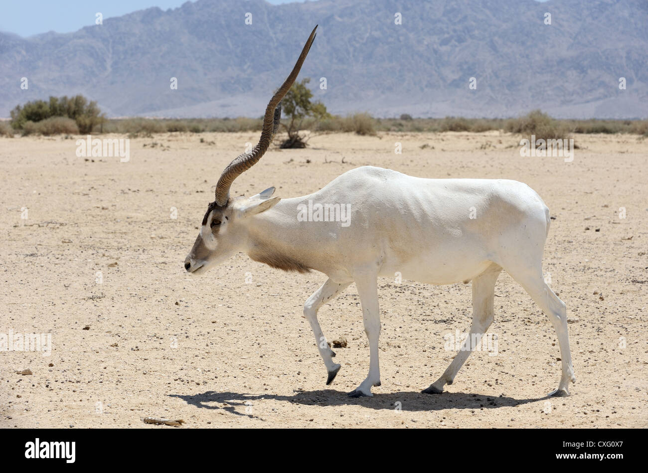Antelope Addax in the reserve Hai-Bar Yotvata in southern Israel Stock ...