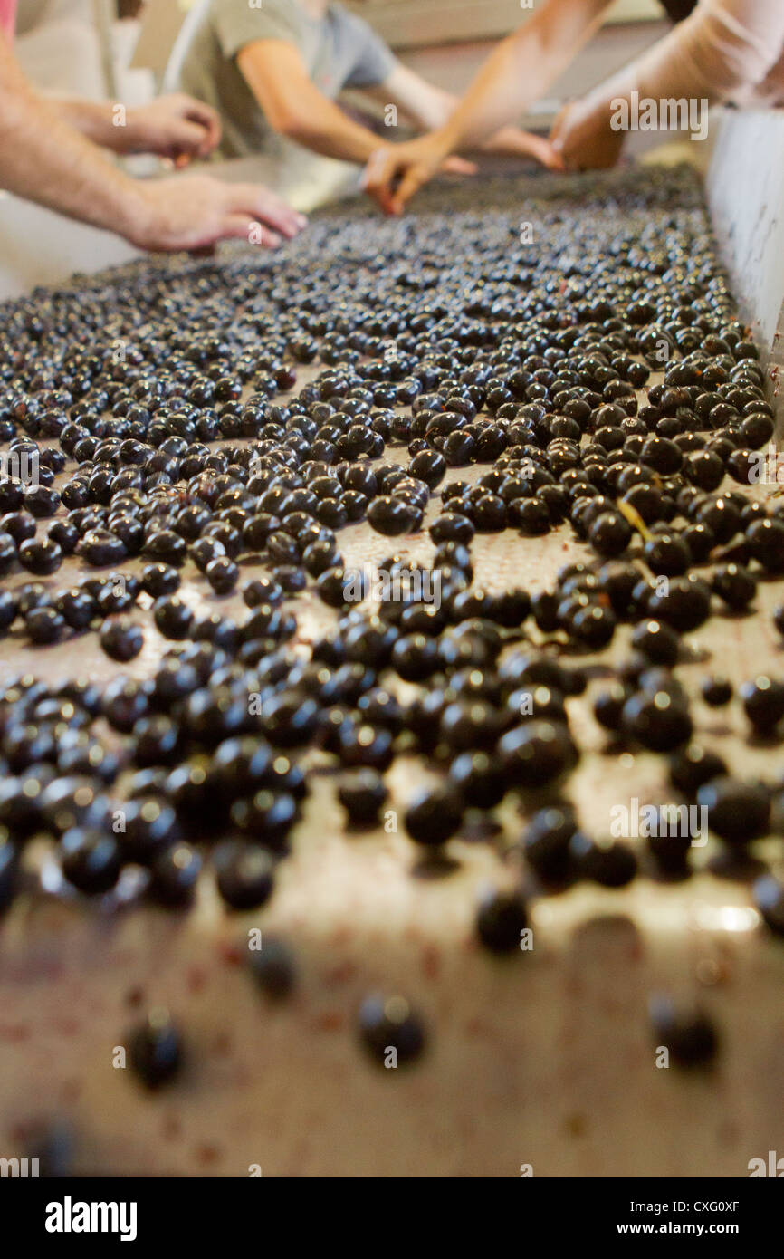 Several people hand sorting individual hi-res stock photography and ...