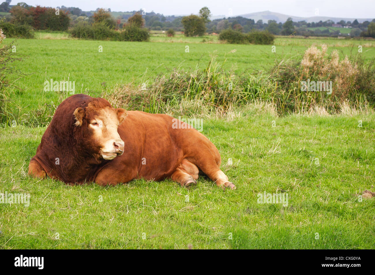 Proud red bull in a Somerset field, early morning Stock Photo - Alamy