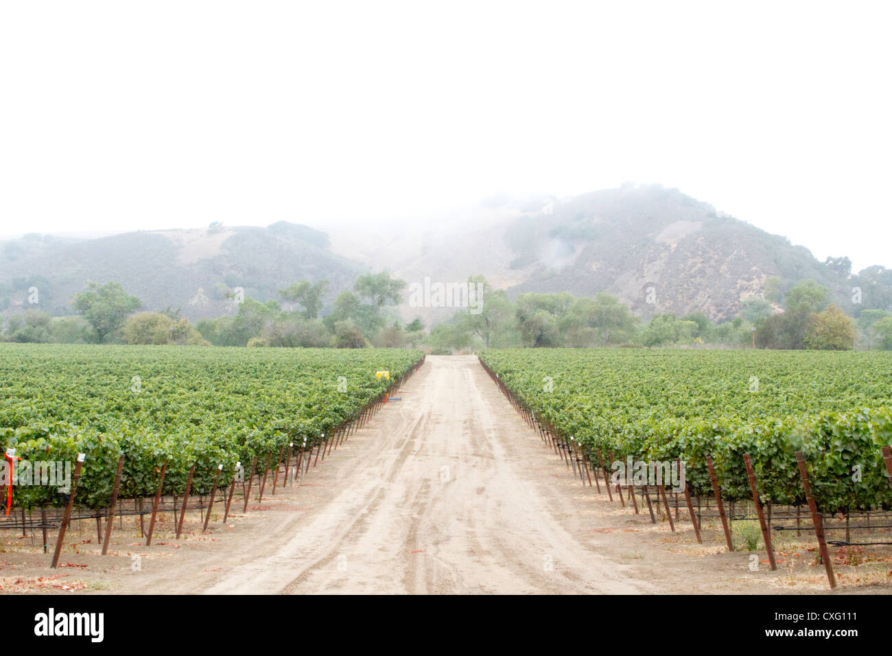 A main road through the vineyard Stock Photo - Alamy