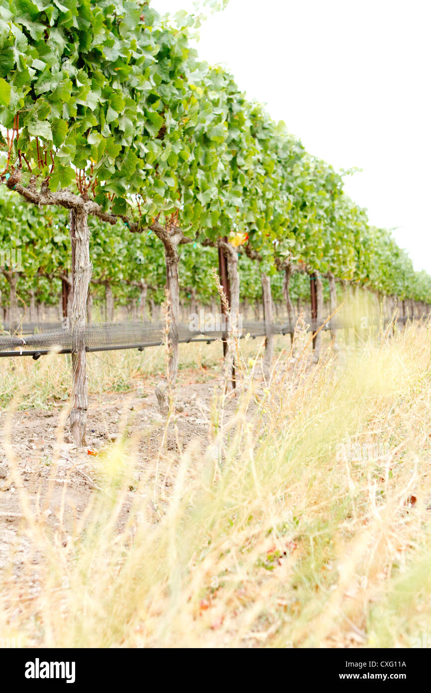 Neat Row Of Trees Stock Photos & Neat Row Of Trees Stock Images - Alamy