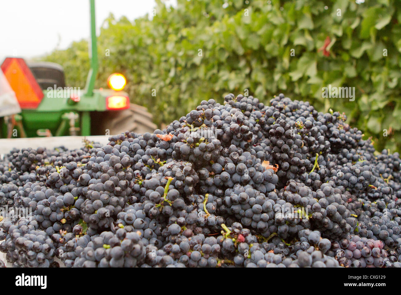 A pile of wine grapes loaded into bins, hooked onto a tractor Stock ...
