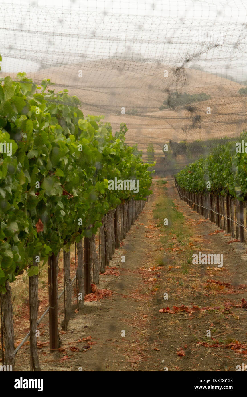 Overhead netting hi-res stock photography and images - Alamy