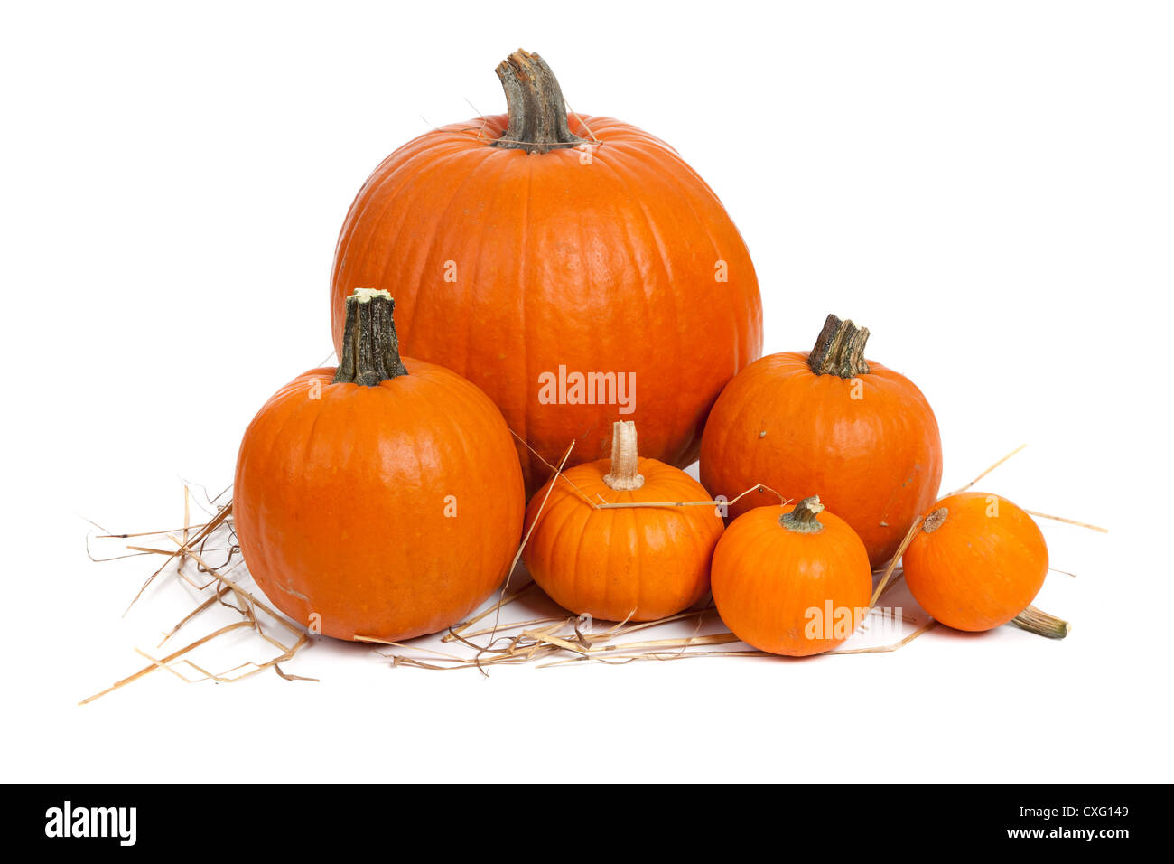 Pumpkin isolated sizes hi-res stock photography and images - Alamy