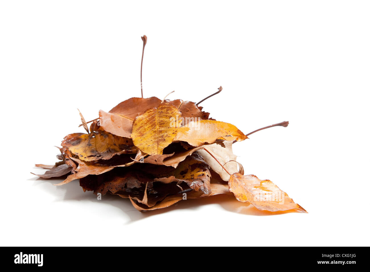 A stack of rusty colored fall or autumn leaves Stock Photo - Alamy