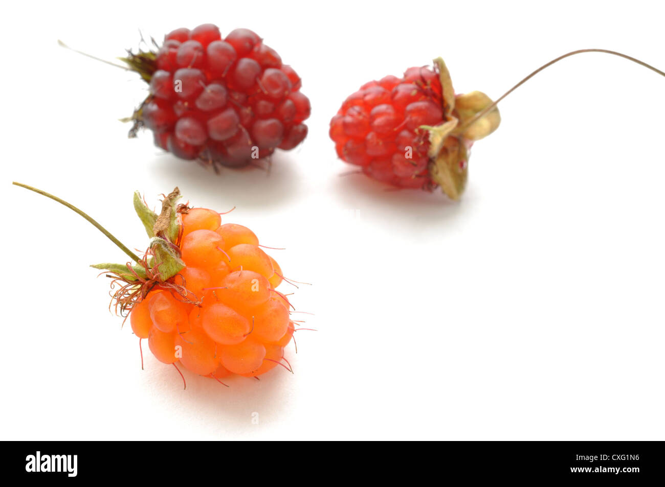 Ripe red and orange wild raspberries Stock Photo - Alamy