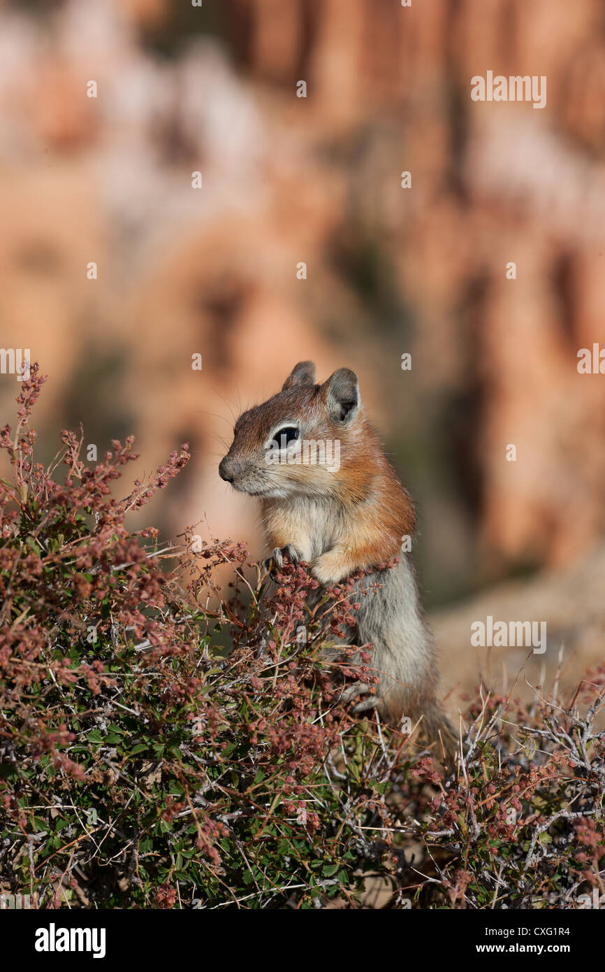 Chipmunk shrub hi-res stock photography and images - Alamy