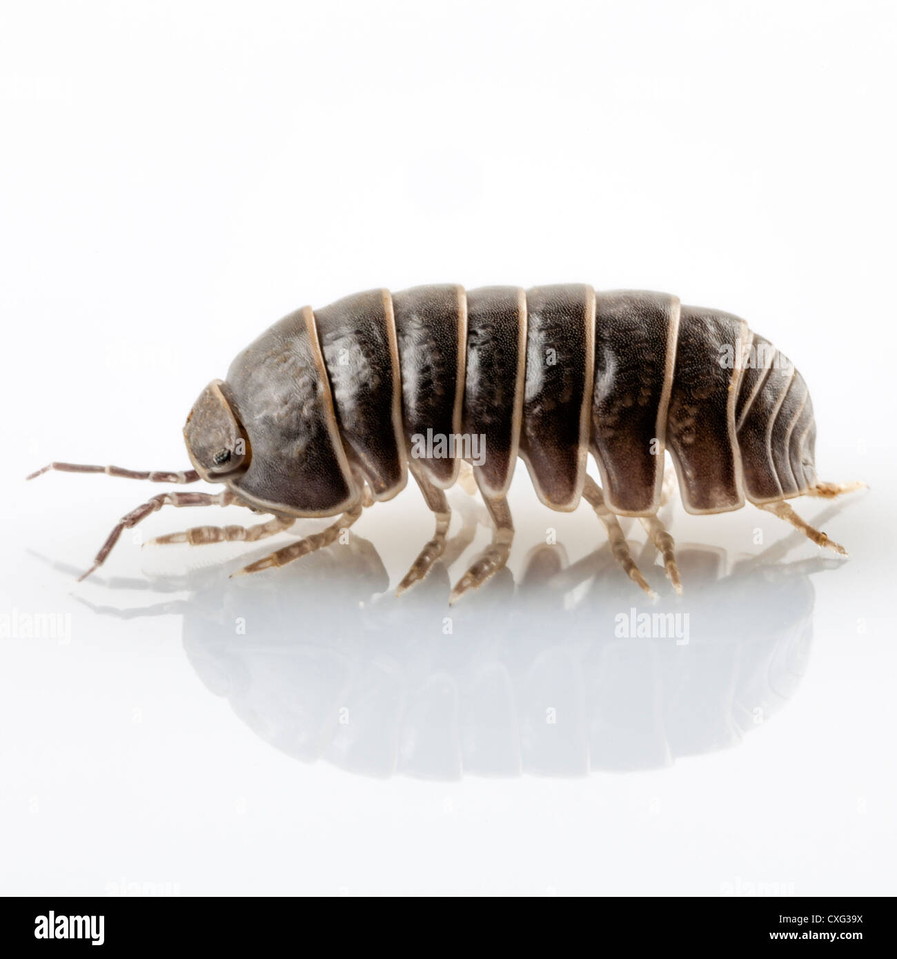 Pill-bug armadillidium vulgare species isolated on white background ...