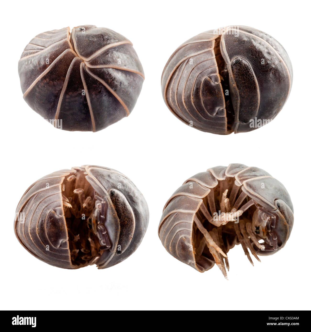 Pill-bug armadillidium vulgare species opening, isolated on white ...