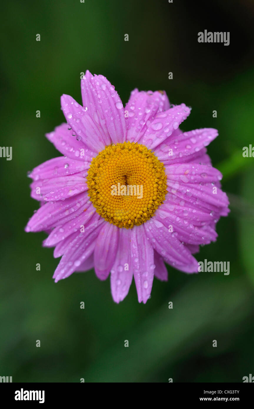 A single pink pyrethrum flower UK Stock Photo - Alamy