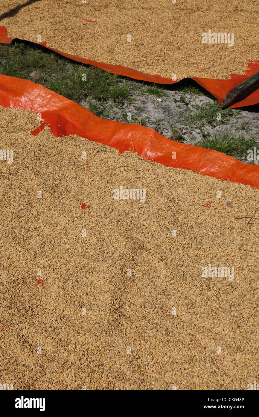 Rice drying in the sun in a village in rural Malaysia Stock Photo - Alamy