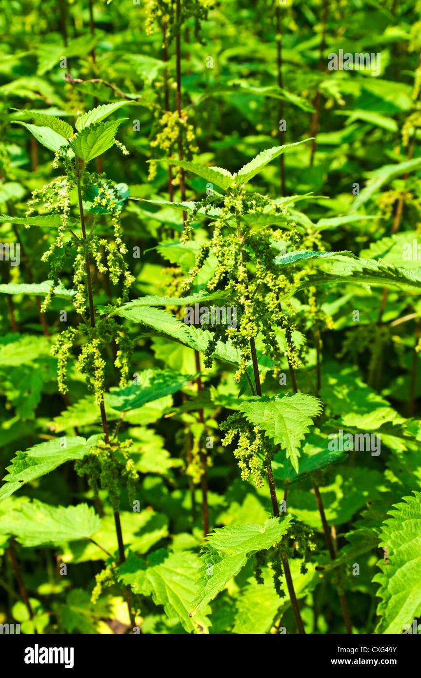 stinging nettle with eatable seeds Stock Photo - Alamy