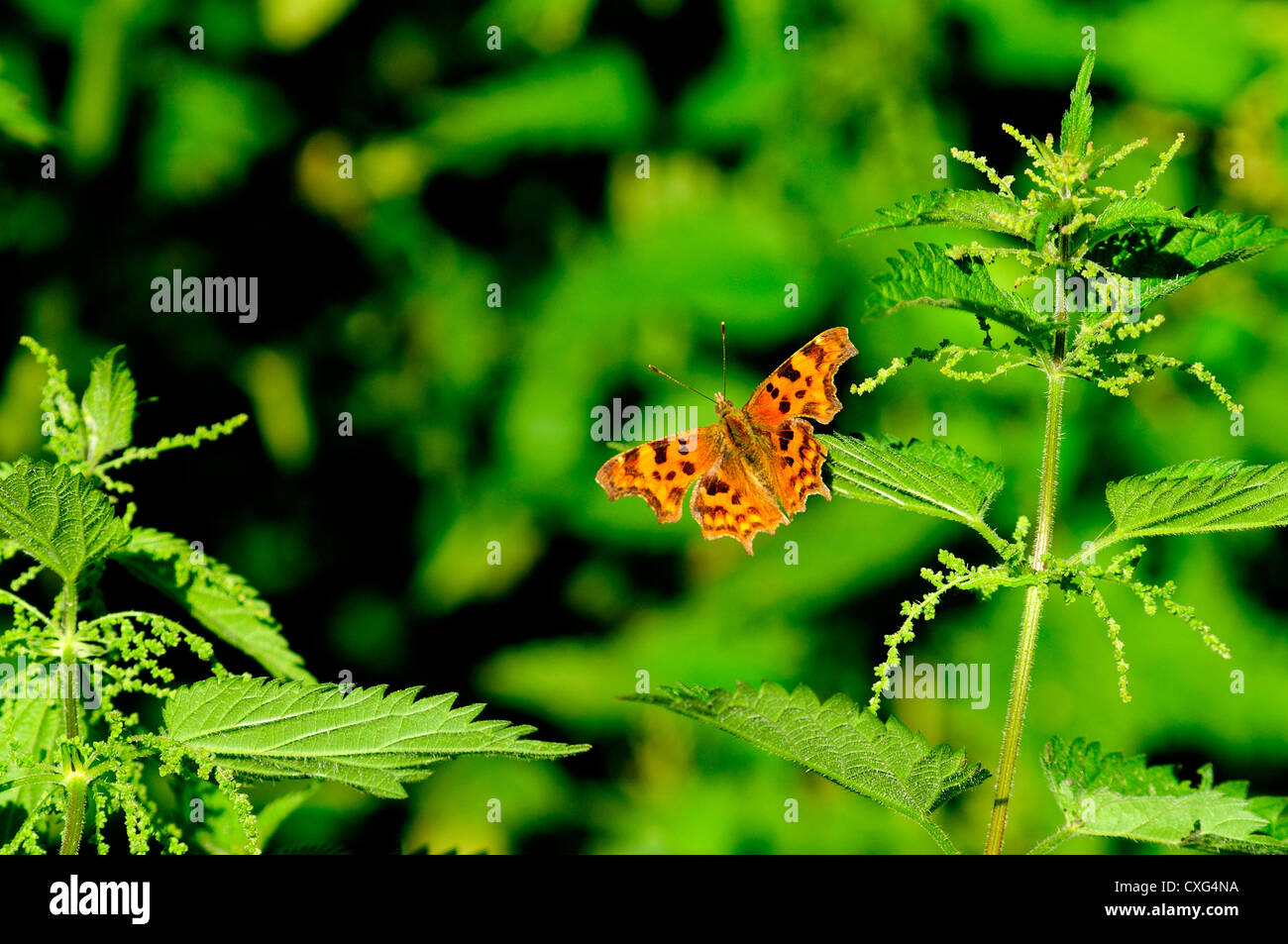 Nettle butterfly hi-res stock photography and images - Alamy
