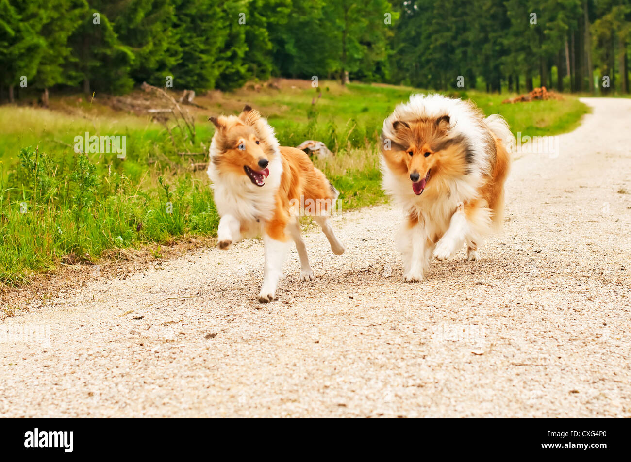 collie dogs running on a way Stock Photo - Alamy