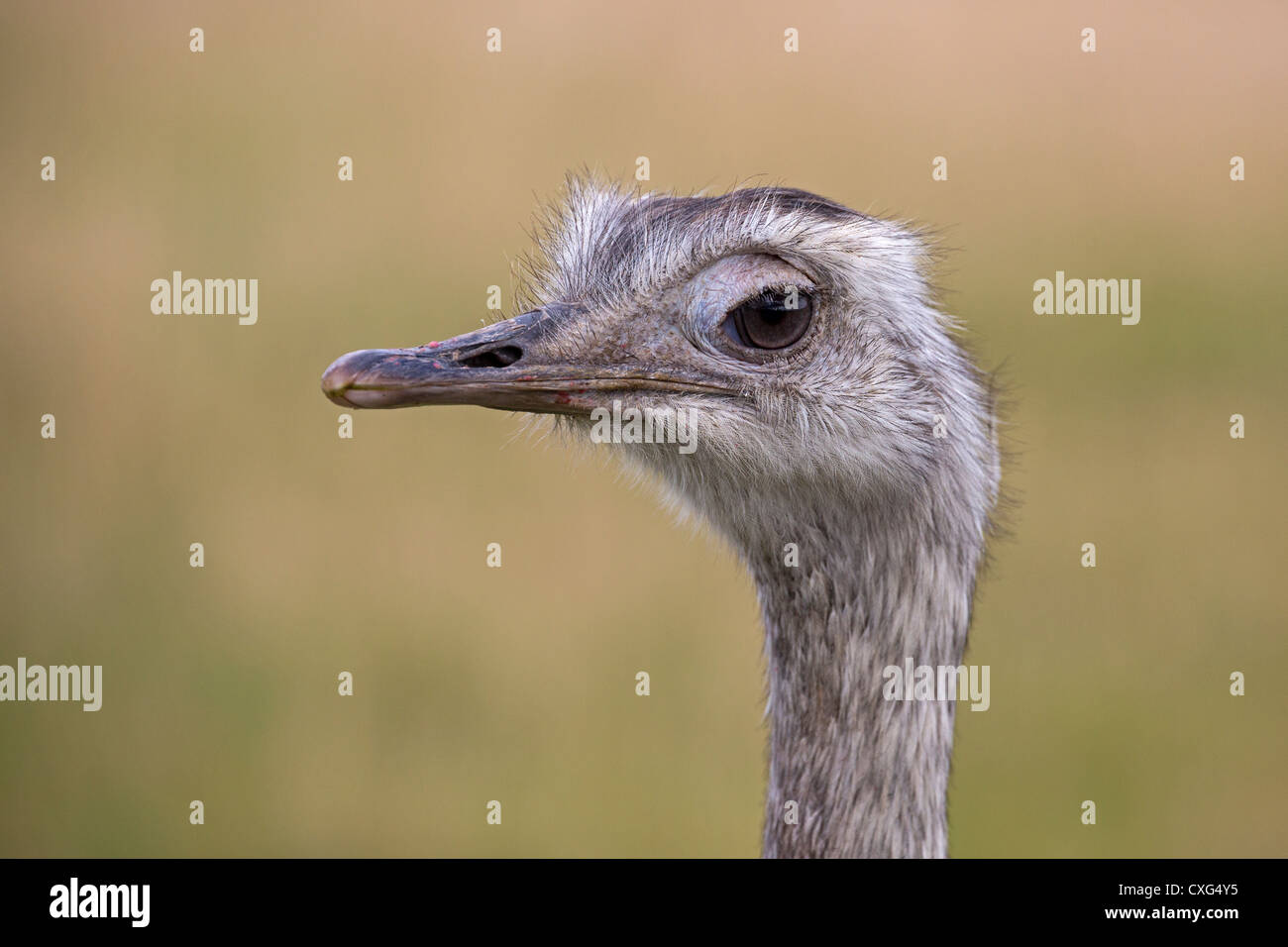 Greater rhea rhea americana hi-res stock photography and images - Alamy