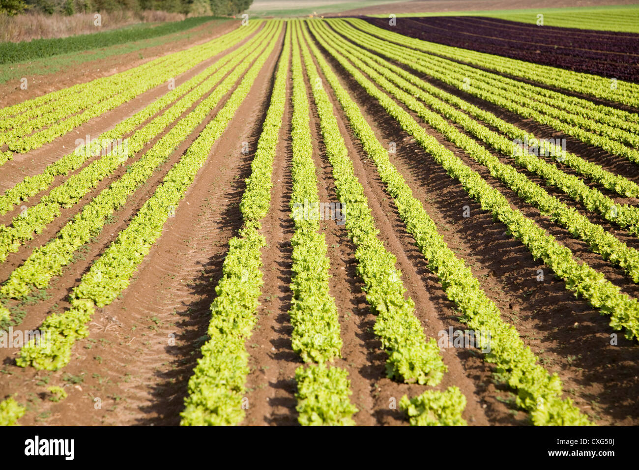 Rows lettuce crop growing in field Alderton Suffolk England Stock Photo ...