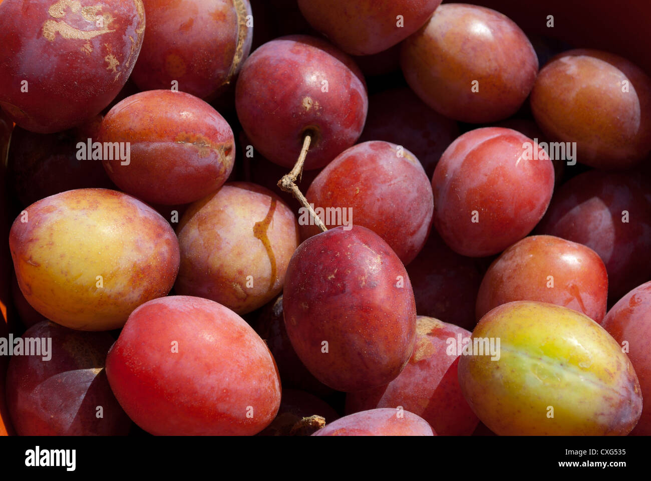 Prunus domestica queen victoria hi-res stock photography and images - Alamy