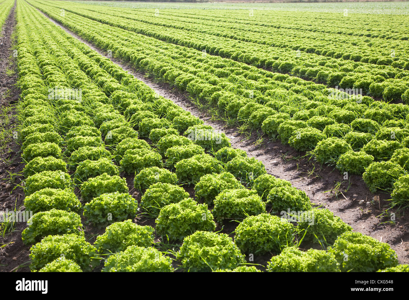 Rows lettuce crop growing in field Alderton Suffolk England Stock Photo ...
