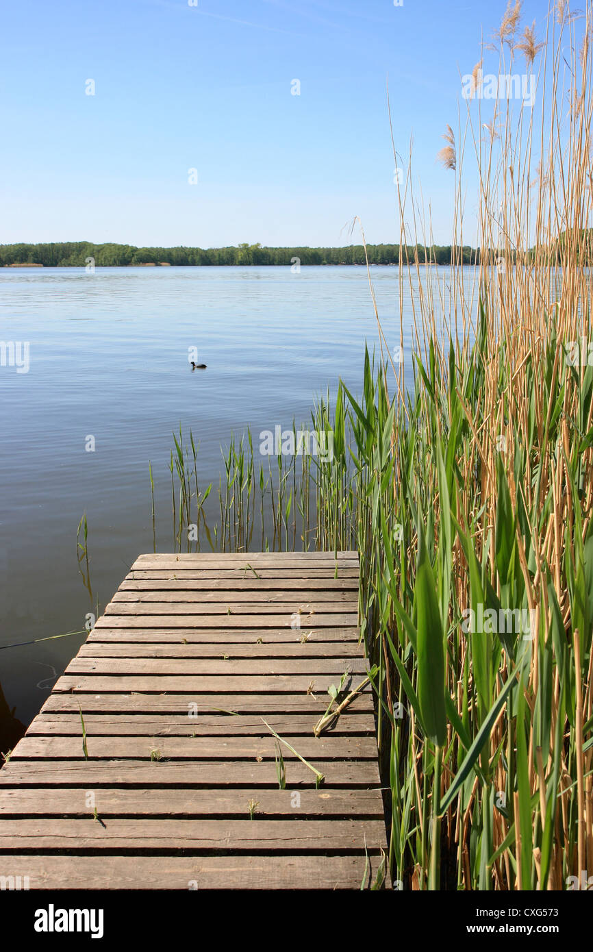 Teupitz, web and reeds on the shore at Teupitzsee Stock Photo - Alamy