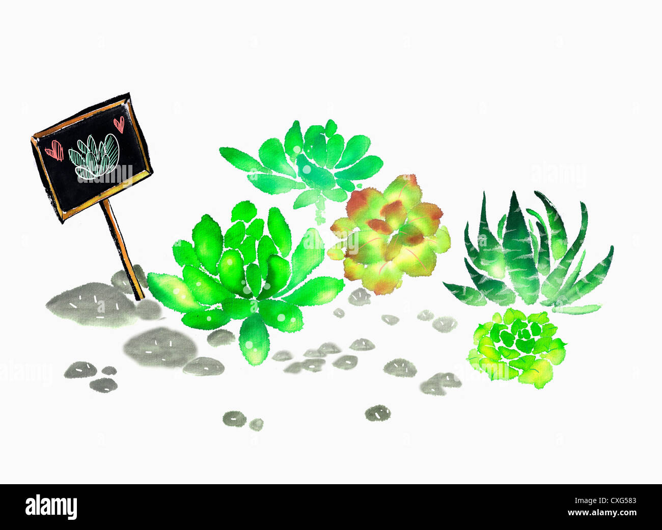 Plant in gravel Cut Out Stock Images & Pictures - Alamy