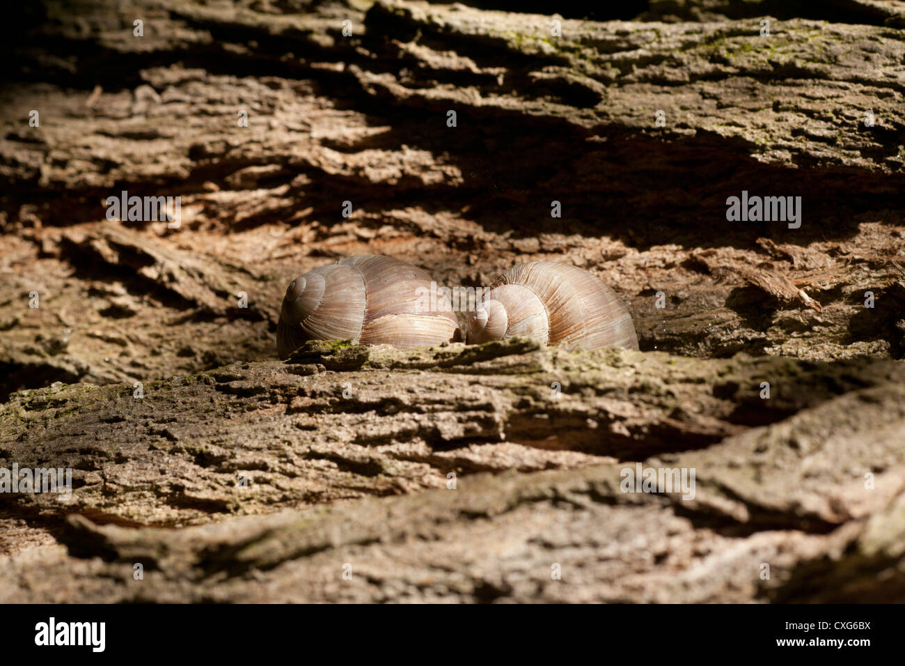 Snail shells hi-res stock photography and images - Alamy