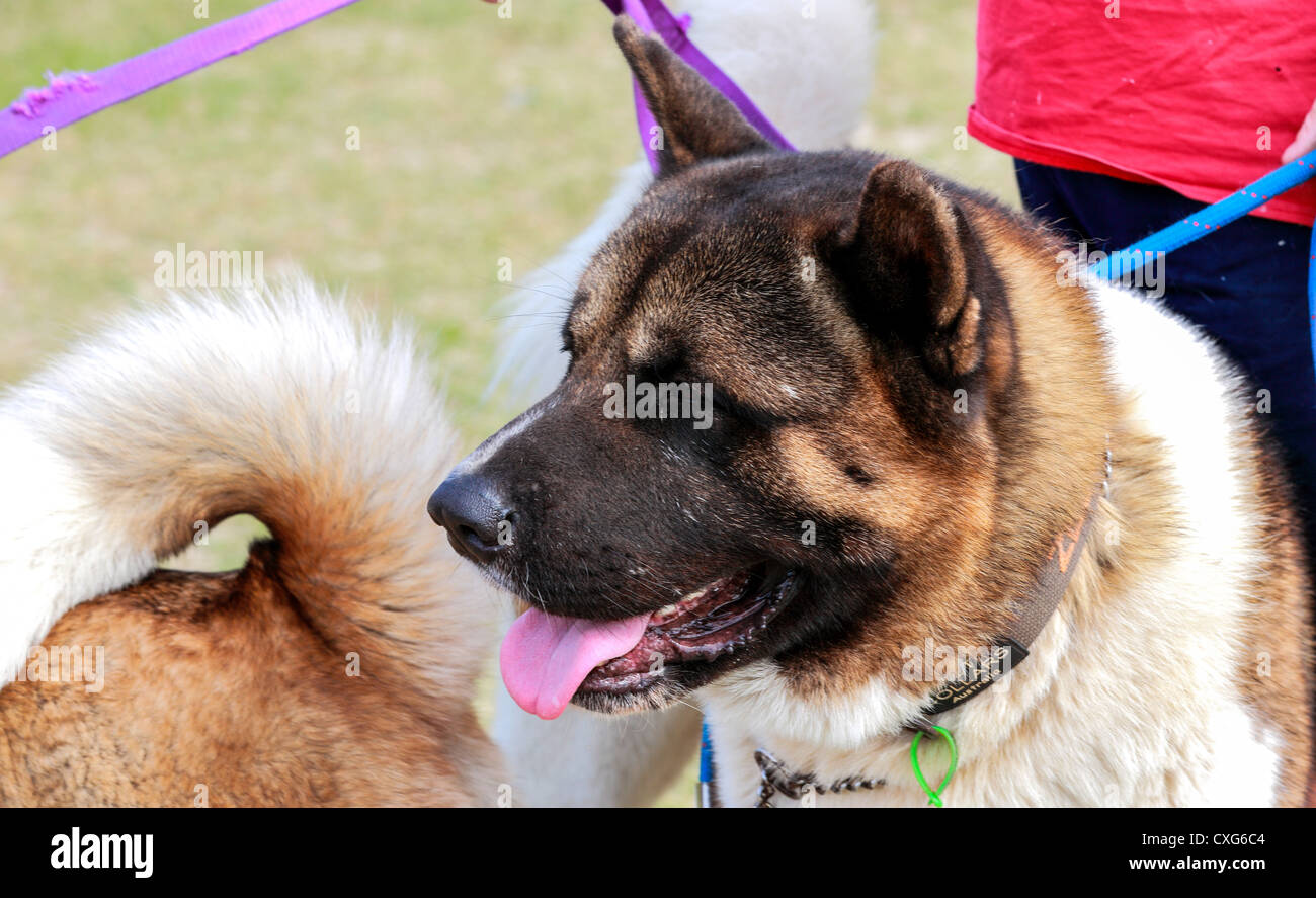 Rare purebred Japanese Akita at The tenth annual Gold Coast Pet and ...
