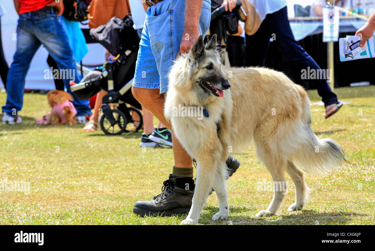Wolfhound cross at The tenth annual Gold Coast Pet and Animal expo ...