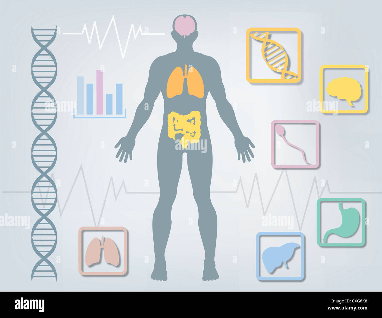 Liver gene hi-res stock photography and images - Alamy