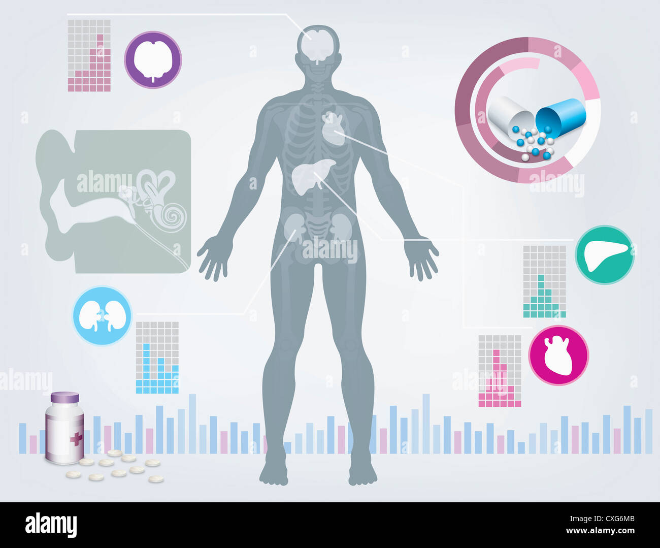 Real human liver hi-res stock photography and images - Alamy