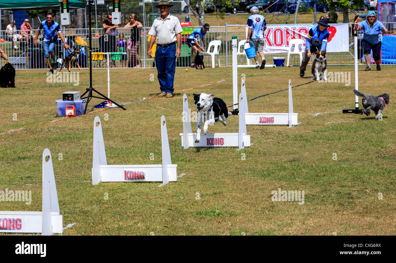 Dogs show their paces at hurdle relay race at The tenth annual Gold ...