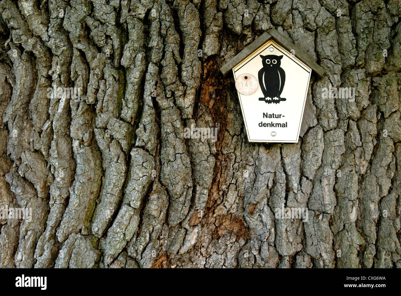 Keep oak trunk hi-res stock photography and images - Alamy