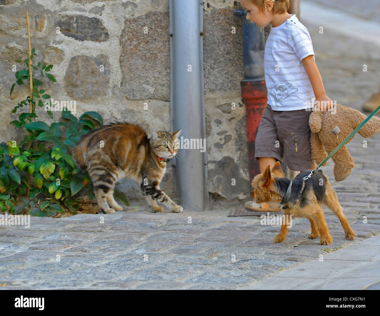 Cat meets dog in street Stock Photo - Alamy