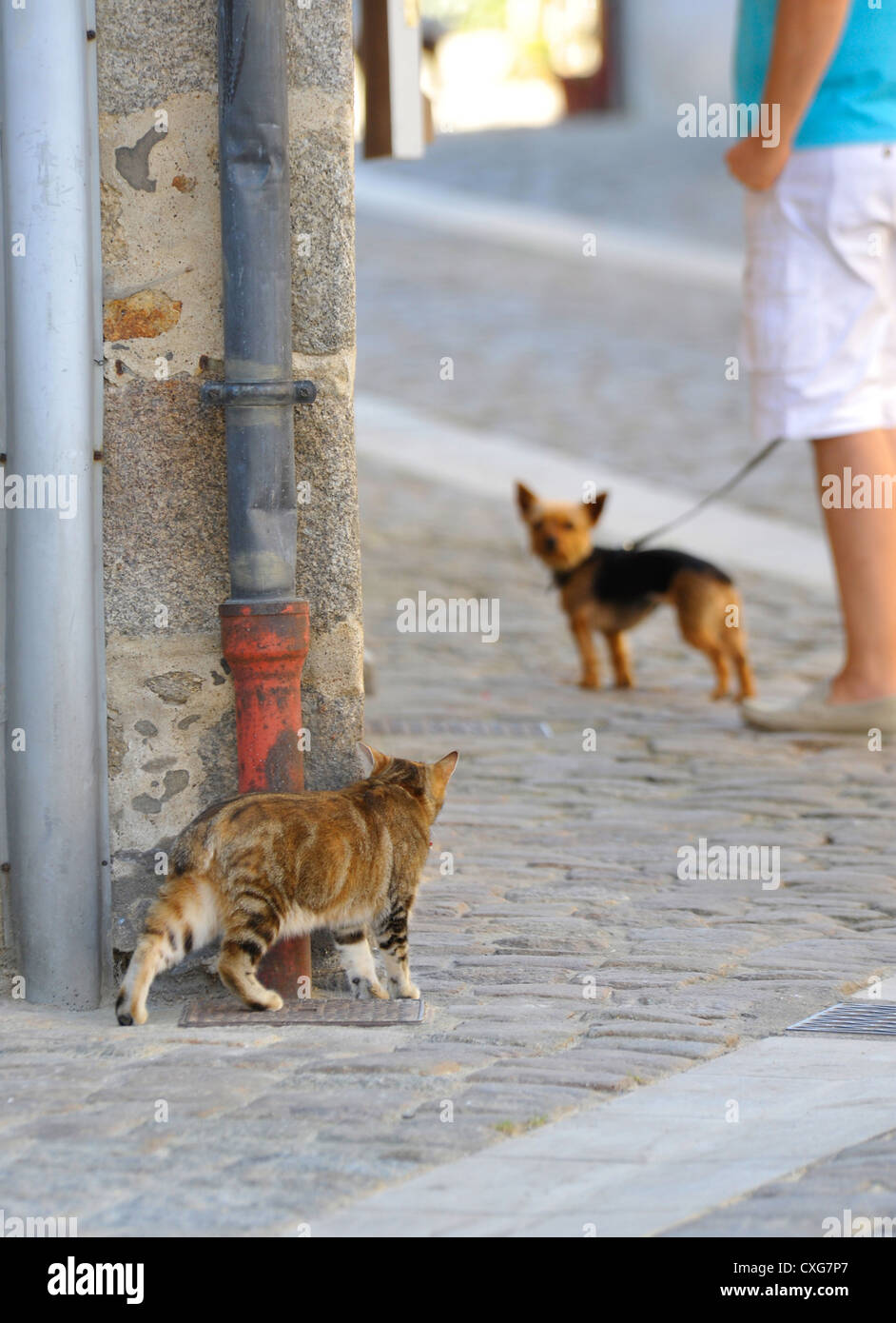 Funny cat and dog hi-res stock photography and images - Alamy