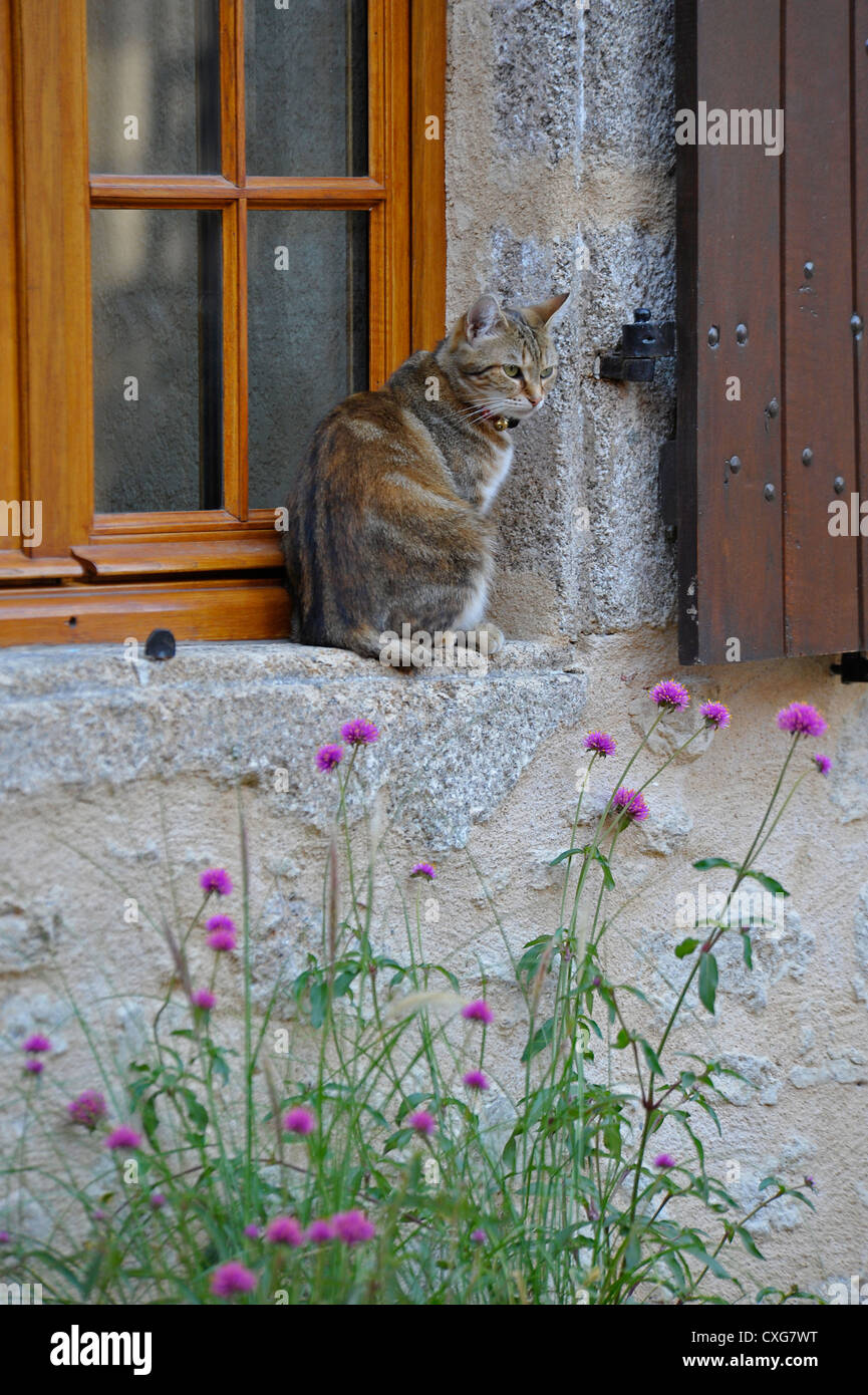 Cat sitting window Stock Photo - Alamy
